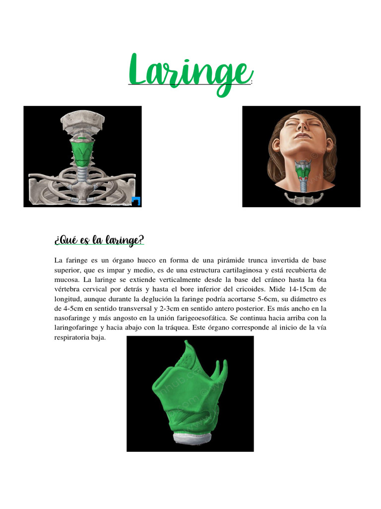 Anatomia de La Laringe | Descargar gratis PDF | Laringe | Garganta Humana