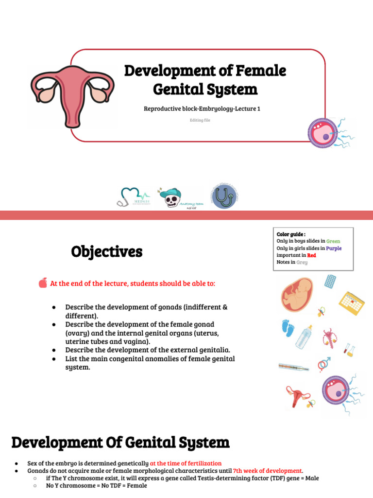 Embryology (1) Development of Female Genital System | PDF | Vagina ...
