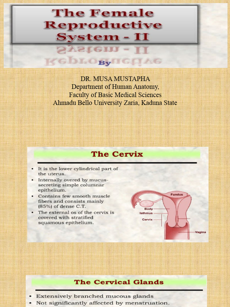 Female Reproductive System II | PDF
