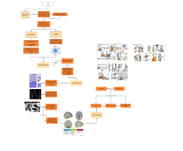 Diagrama TEA | PDF | Espectro autista | Cerebro