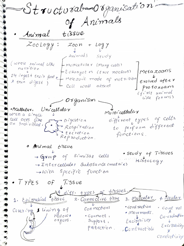 Zoology - Animal Tissue | PDF | Animal Anatomy | Laboratory Techniques