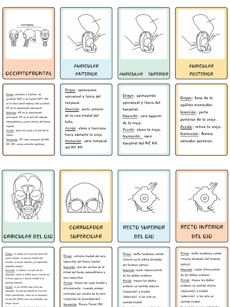FlashCards Karmen - Anatomía de Cabeza y Cuello | PDF | Cabeza y cuello humanos | Anatomía