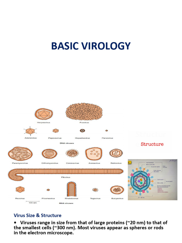 Basic Virology | PDF | Virus | Interferon