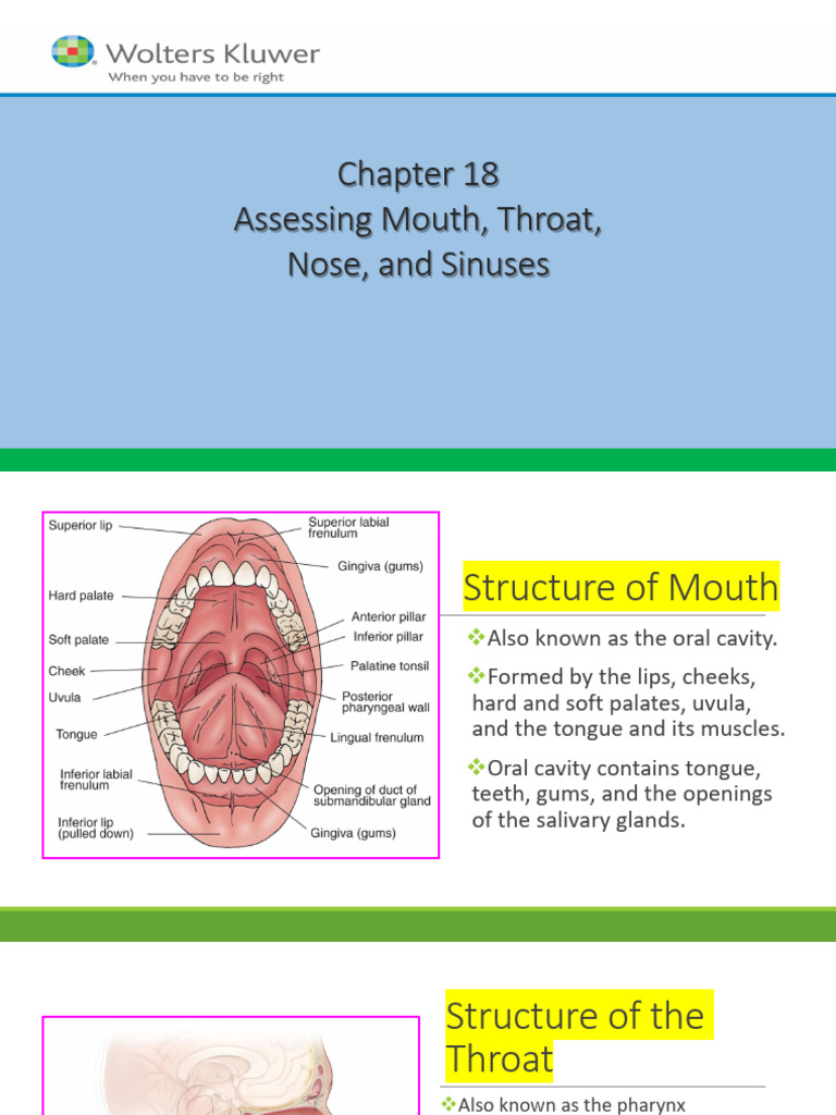 Chapter 18 Anatomy | Download Free PDF | Human Nose | Mouth