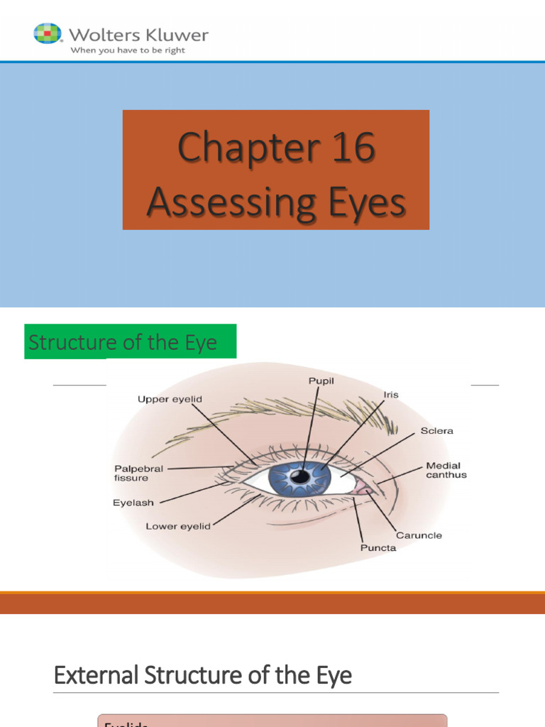 Chapter - 16 Anatomy | Download Free PDF | Human Eye | Visual Acuity
