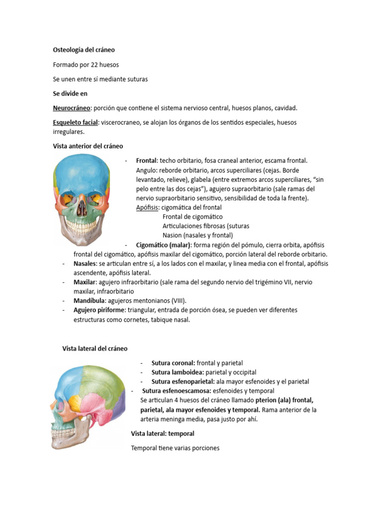 Osteología Del Cráneo Clase 1 Pdf Cráneo Cabeza Y Cuello Humanos