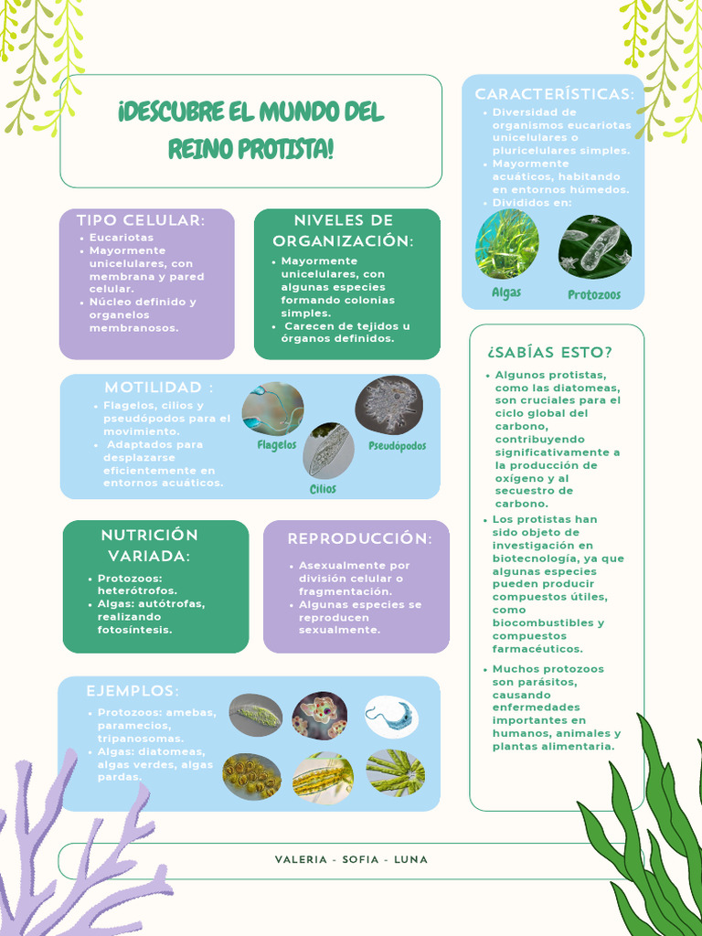 Características del Reino Protista | PDF | Algas | Protozoos