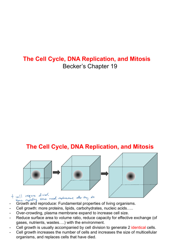 Cell Biology 6 Cell Cycle 2020 Pdf Dna Replication Dna Repair