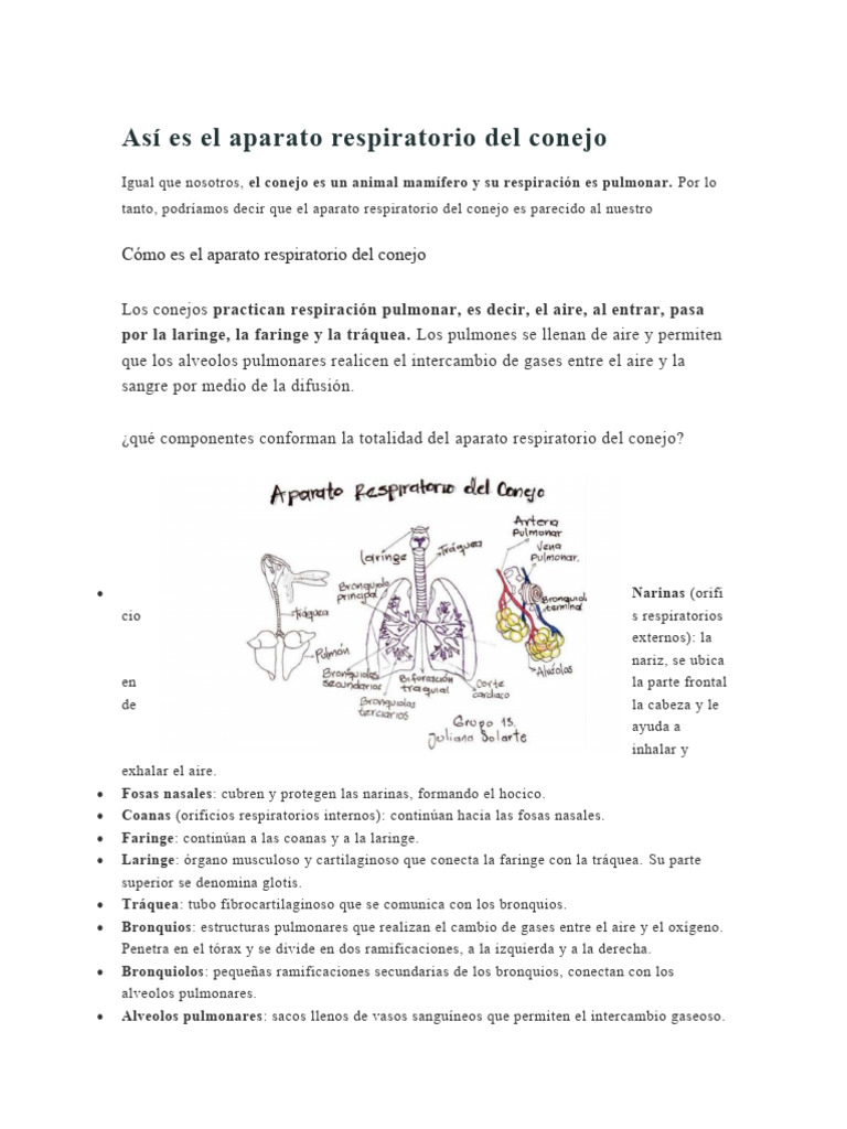 Así Es El Aparato Respiratorio Del Conejo | PDF | Sistema respiratorio | Pulmón