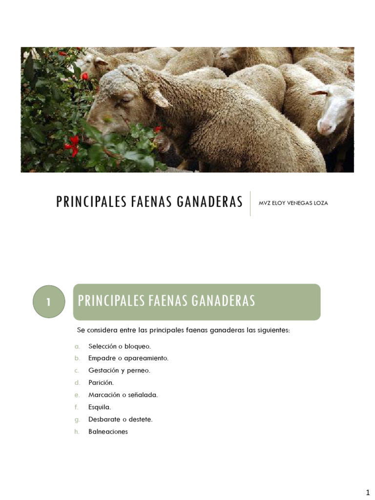 PRODUCCIÓN DE OVINOS - Parte 7 | PDF | Oveja | Sistema reproductivo