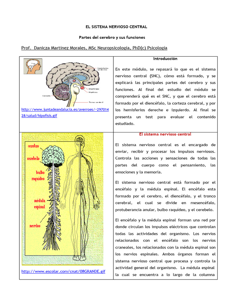 SNC Partes Del C | PDF | Cerebro | Hemisferio cerebral
