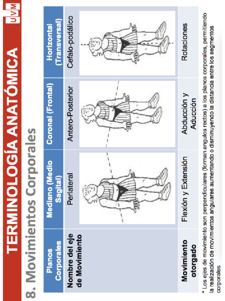 Resumen Planos, Ejes, Movimientos Anatomia | PDF Resumen Planos, Ejes, Movimientos Anatomia | PDF