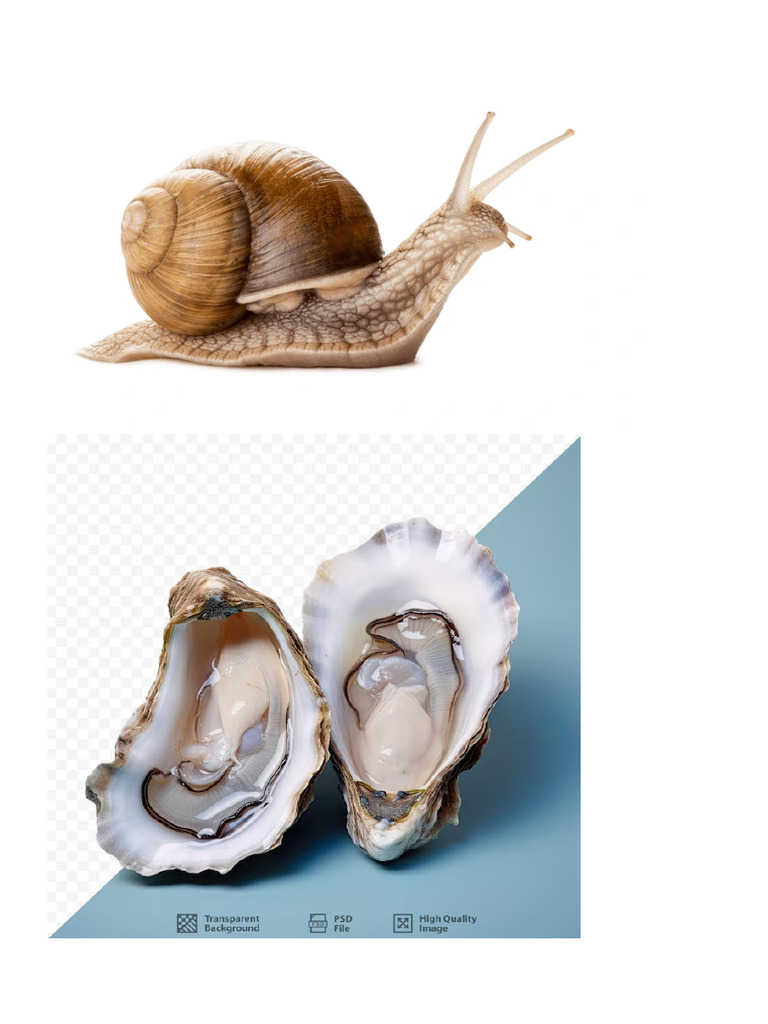 MOLUSCOS | PDF