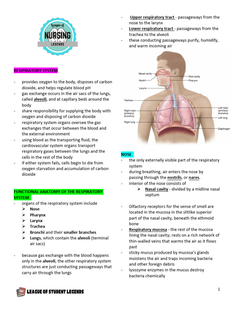 Respiratory System | Download Free PDF | Respiratory Tract | Lung