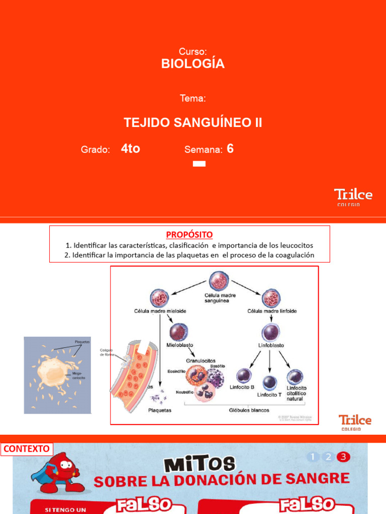 B-4to-Tejido Sanguíneo II | PDF | Leucocito | Sistema inmune