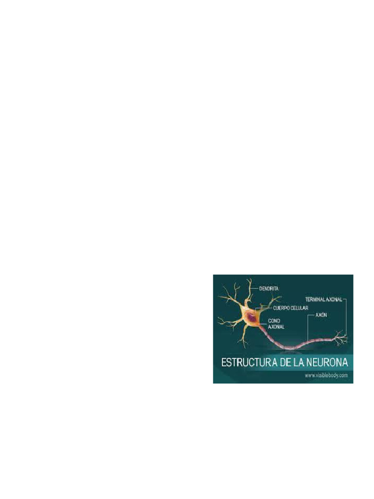 Neuronas III Corte | PDF | Neurona | Axon