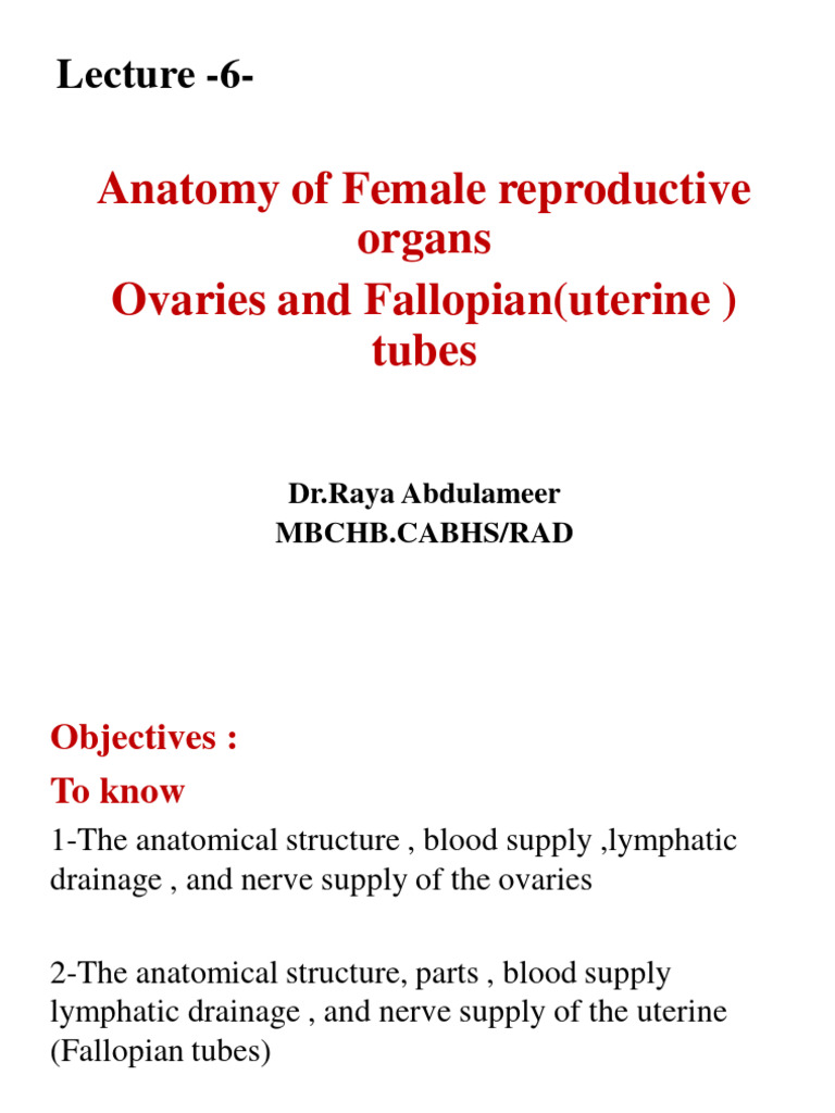 Ana-Dr. Khaled-Pelvis-Lec 6 (2) تم | PDF | Ovary | Uterus