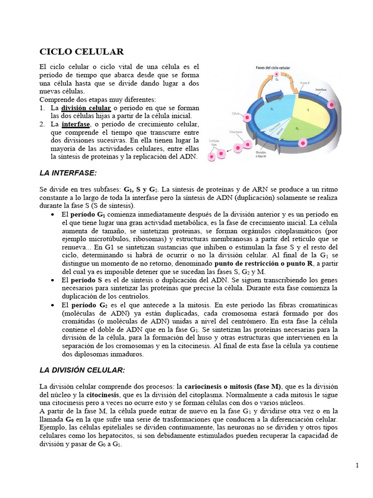 ciclo celular | PDF | Mitosis | Mitosis