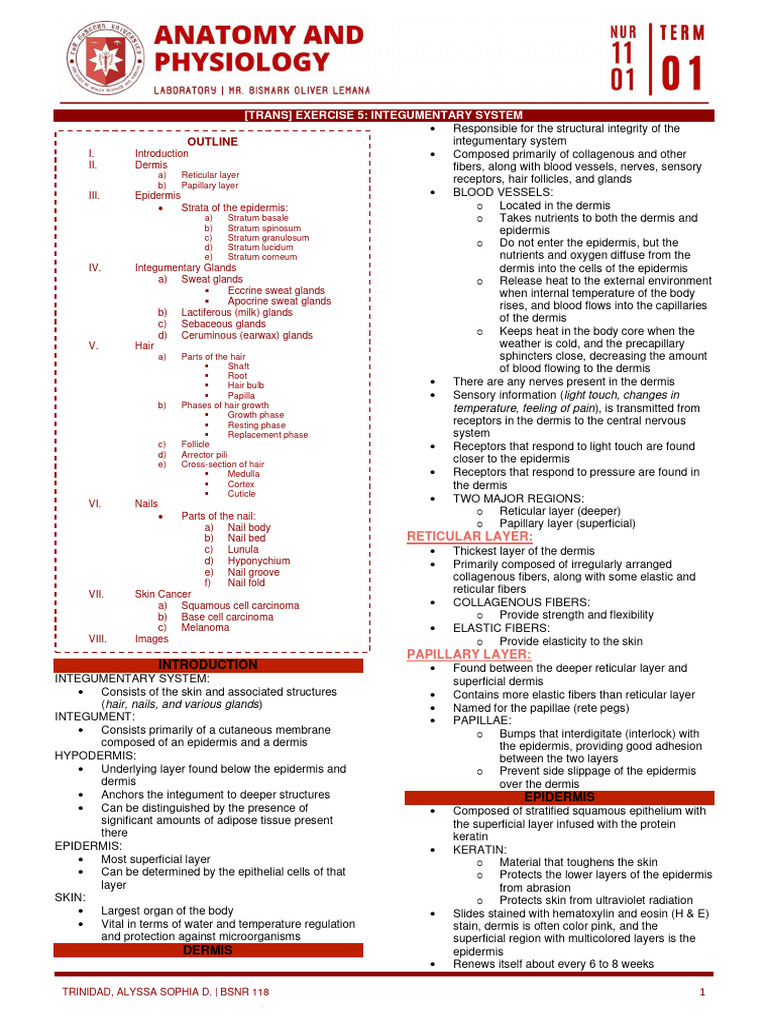 Anaphy Trans Lab Exercise 5 | PDF | Integumentary System | Skin