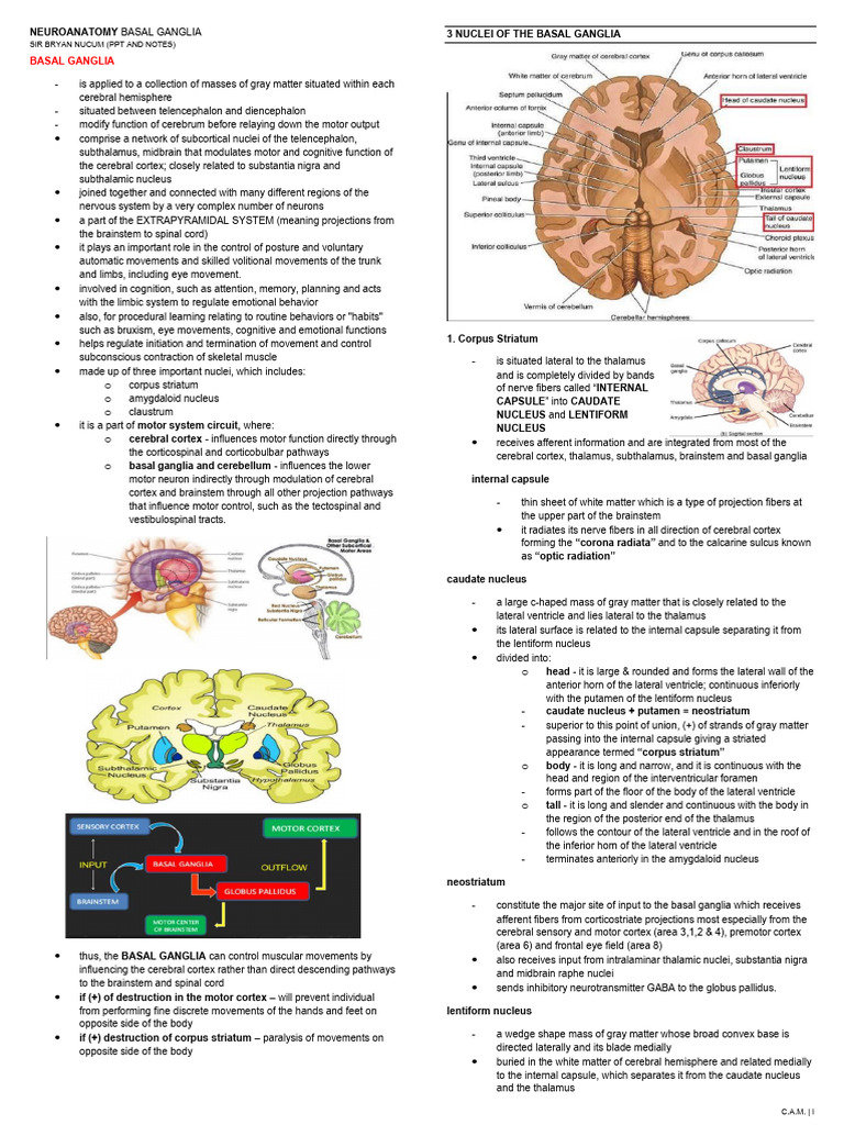 Basal Ganglia | PDF | Basal Ganglia | Striatum