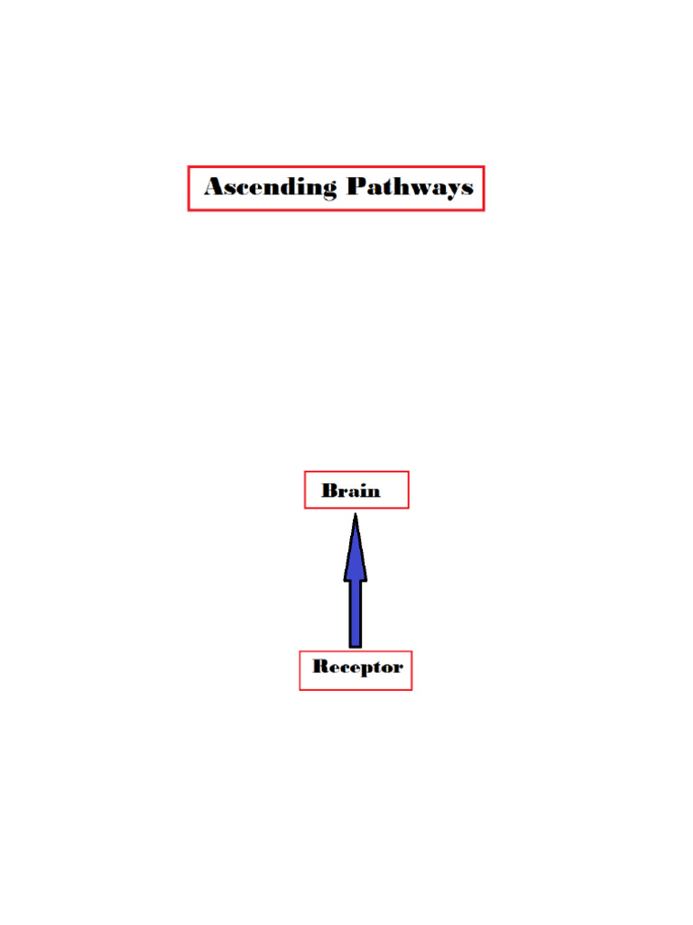 Ascending Pathways | PDF