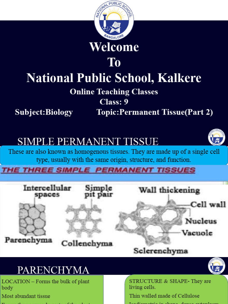 Biology: Simple Permanent Tissues | PDF | Tissue (Biology) | Leaf