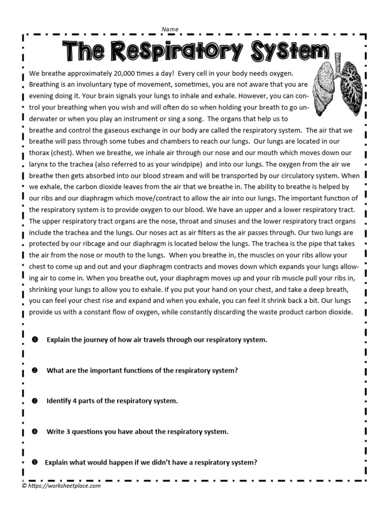 Respiratory System Comprehension | PDF | Respiratory Tract ...