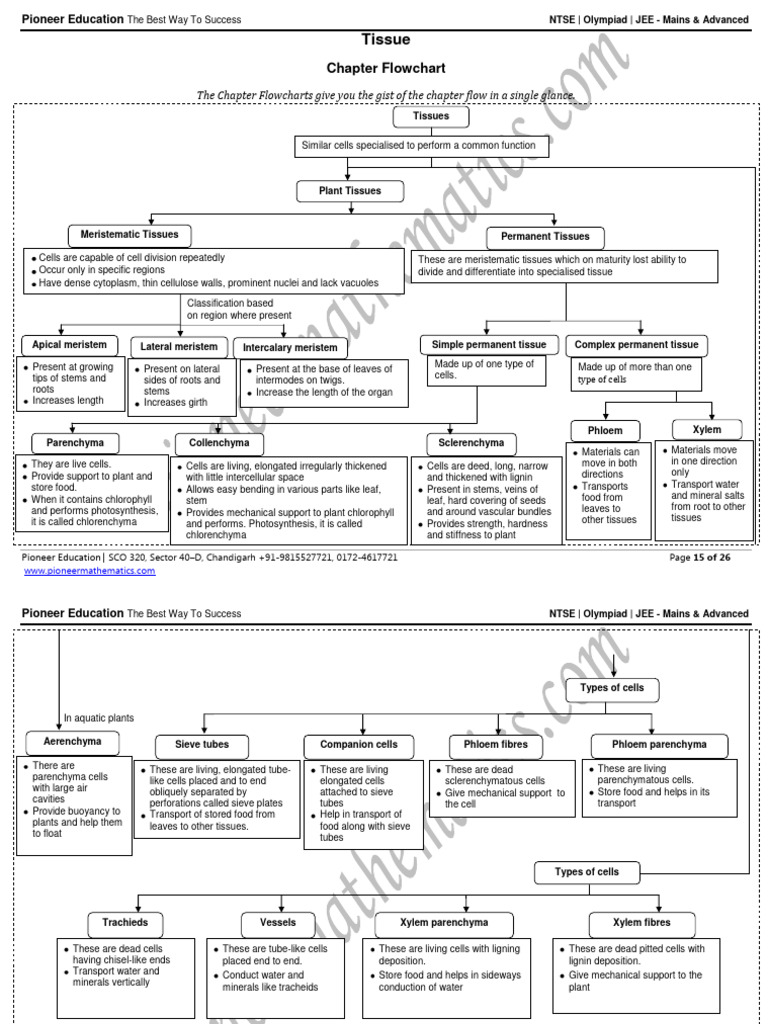 Tissues (FOLW CHART - 1) | PDF | Tissue (Biology) | Muscle