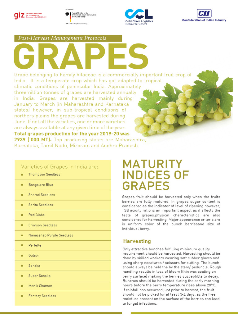 GRAPES | PDF | Grape | Freezing