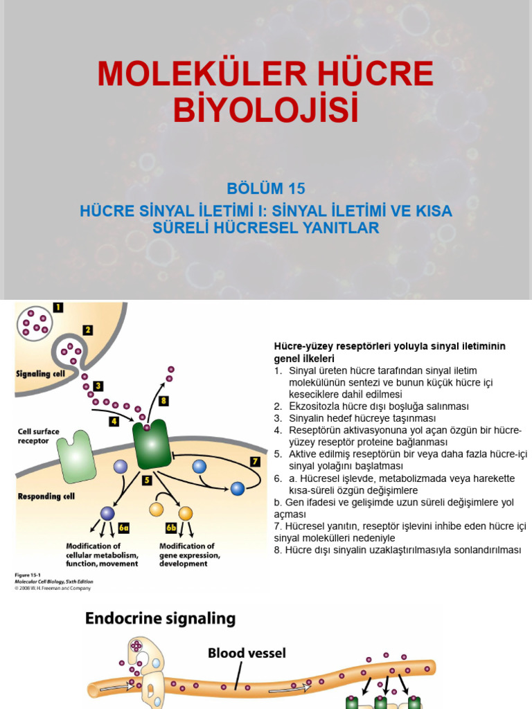 MHB-Bölüm 15 | PDF