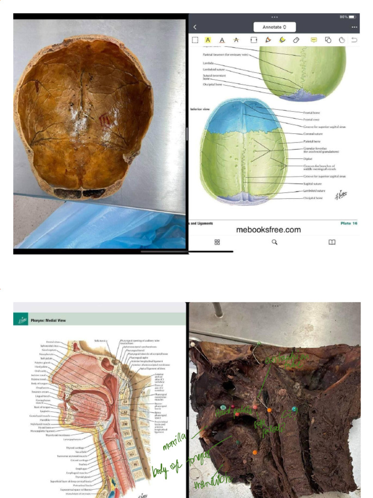 Anatomy Lab Compilation Pdf