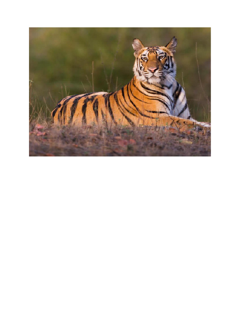 Tiger | PDF