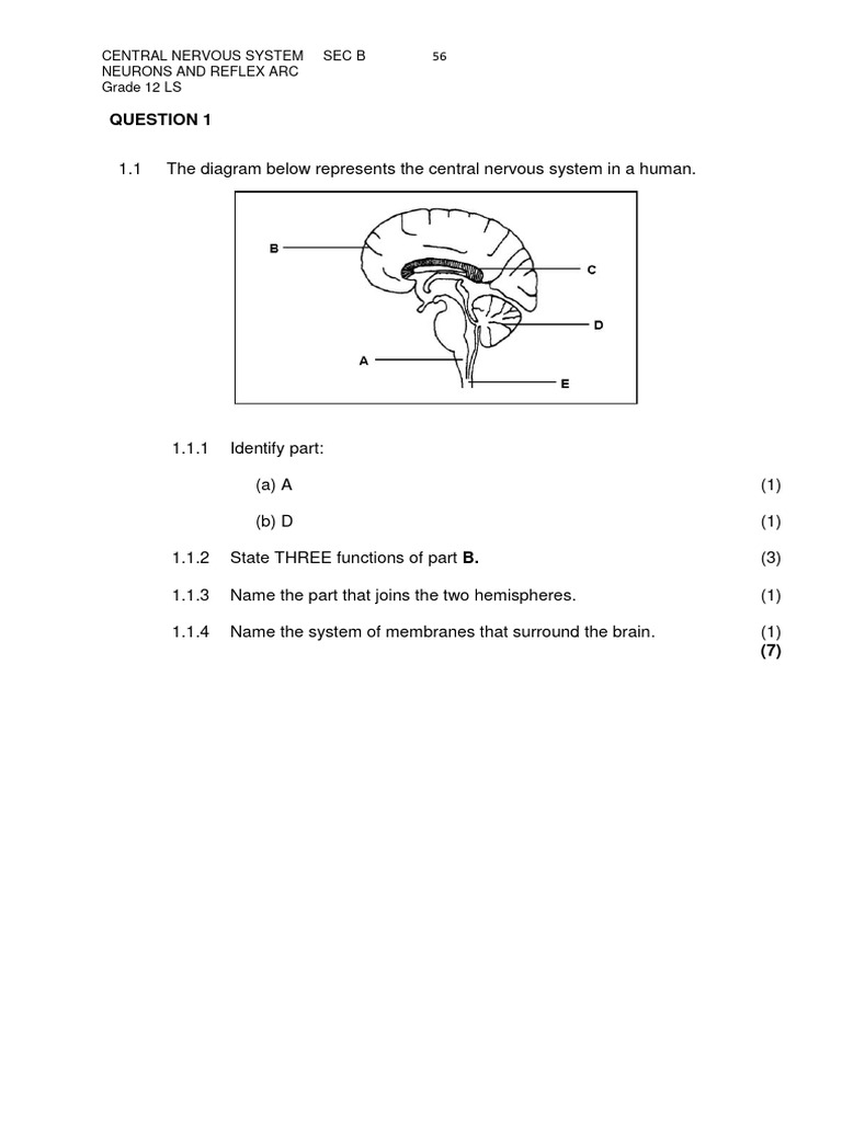 5-Gr 12 NERVOUS SYSTEM SEC B | PDF | Motor Neuron | Nervous System