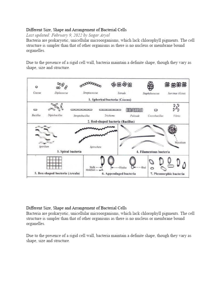 Classification of Bacteria | PDF | Bacteria | Cell (Biology)
