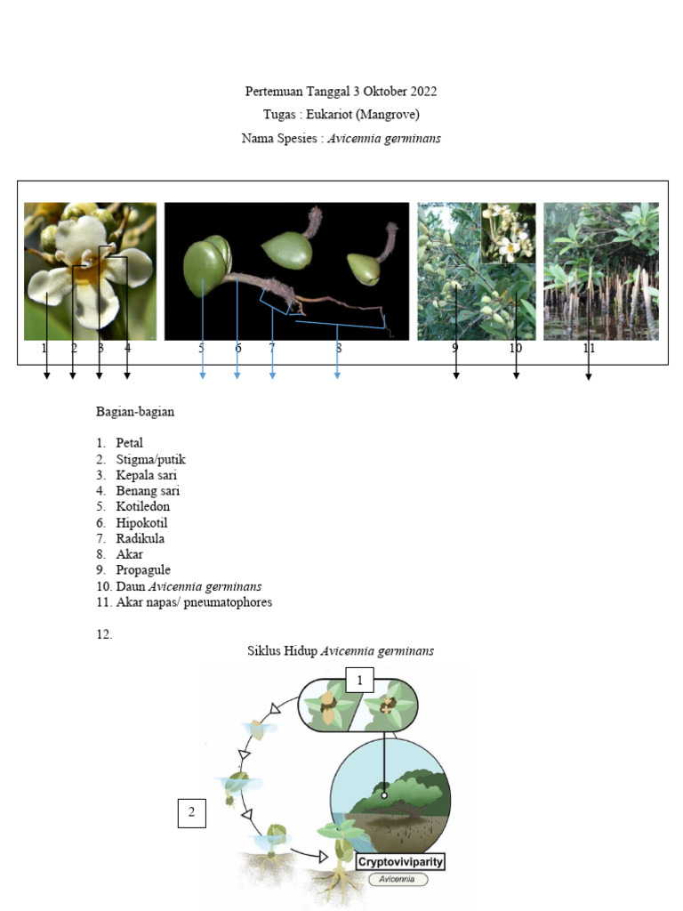 Eukariot 2 (Mangrove) - Avicennia Germinans | PDF