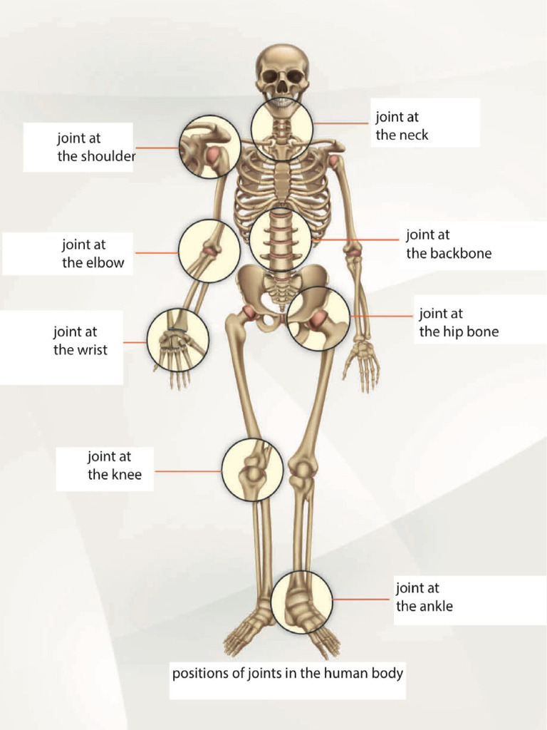Human Skeletal Y5 | PDF