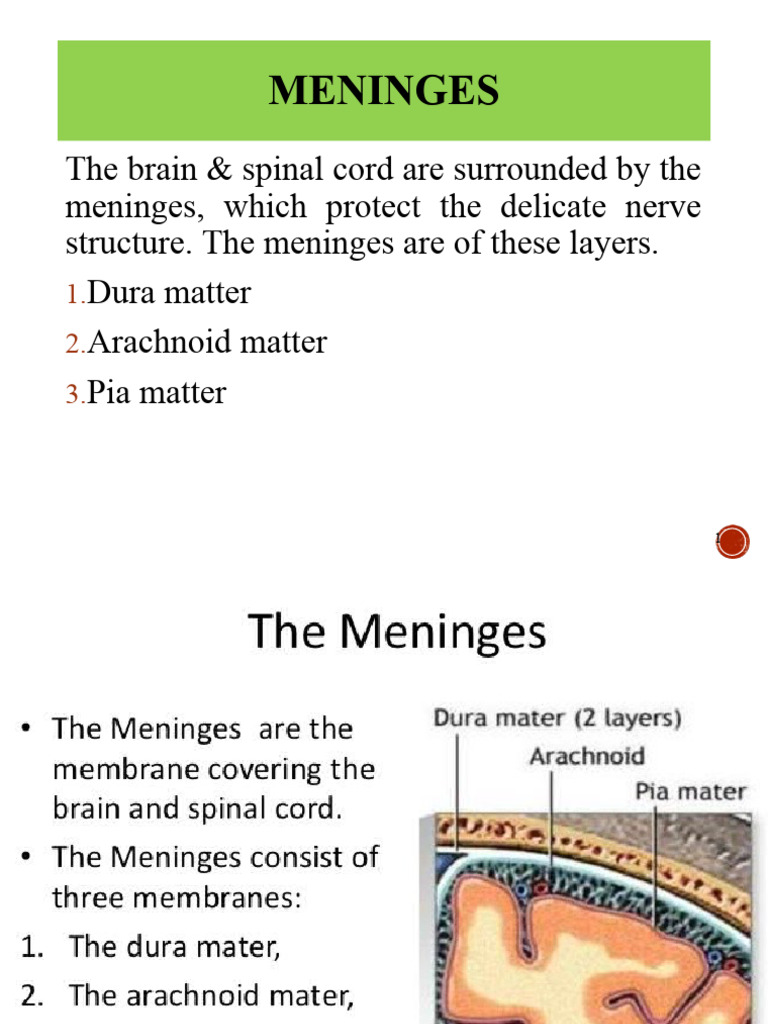 MENINGES | PDF