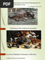 Normal Vital Signs for Common Animals | PDF | Dairy Cattle | Cattle