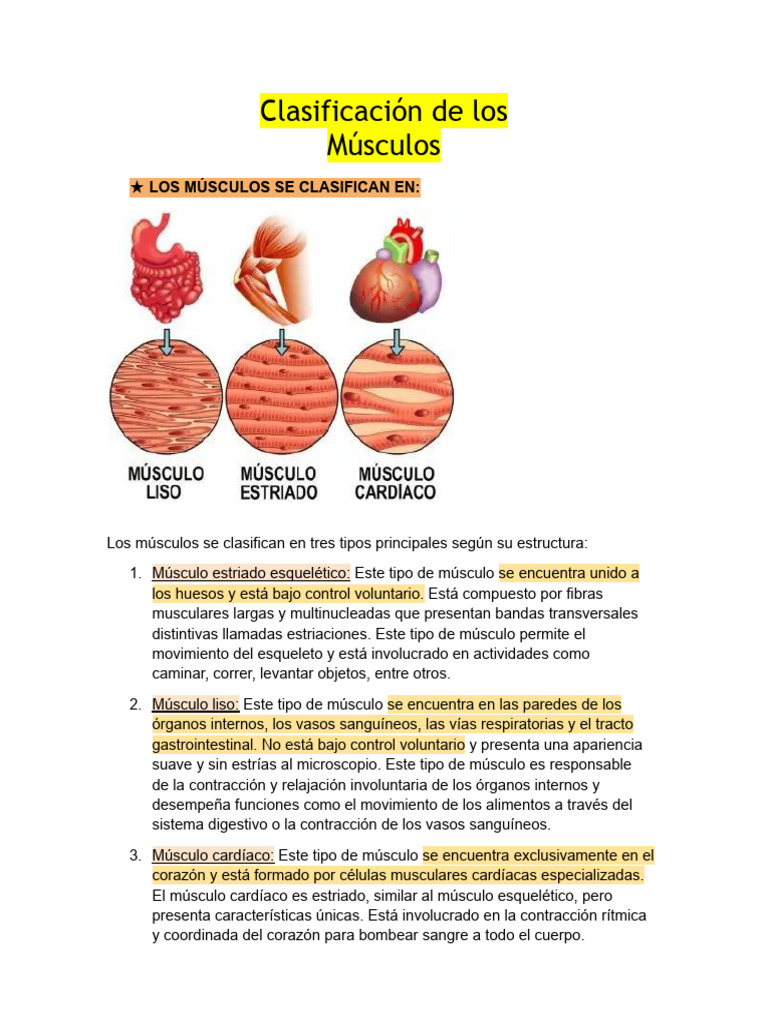 Clasificación De Los Musculos Descargar Gratis Pdf Músculo Zoología