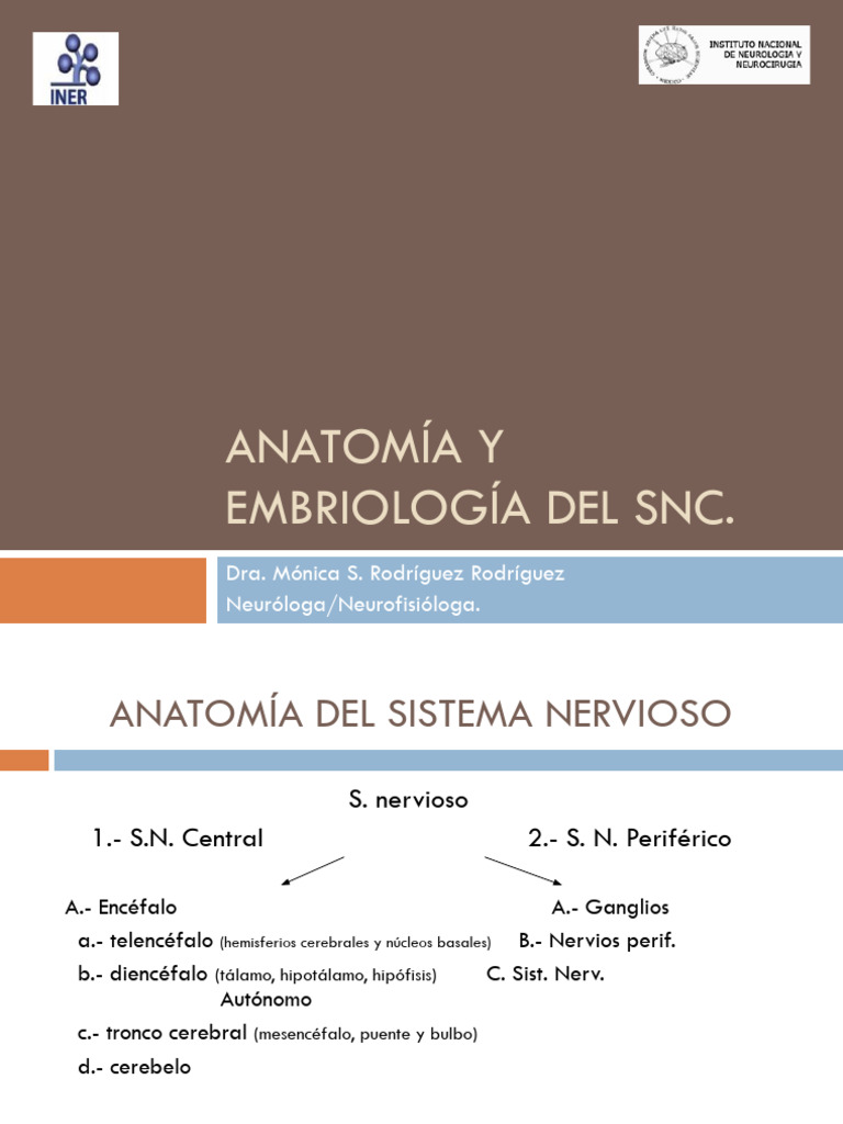 Anatomia y Embriologia Del SNC | PDF | Sistema nervioso | Sistema ...