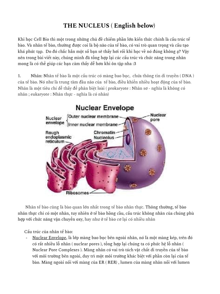 The Nucleus | PDF