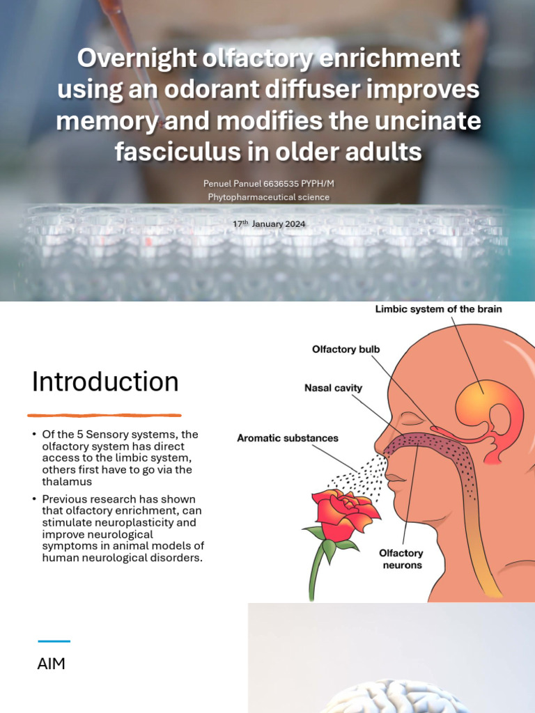 Overnight Olfactory Enrichment Penuel Presentation | PDF | Memory ...