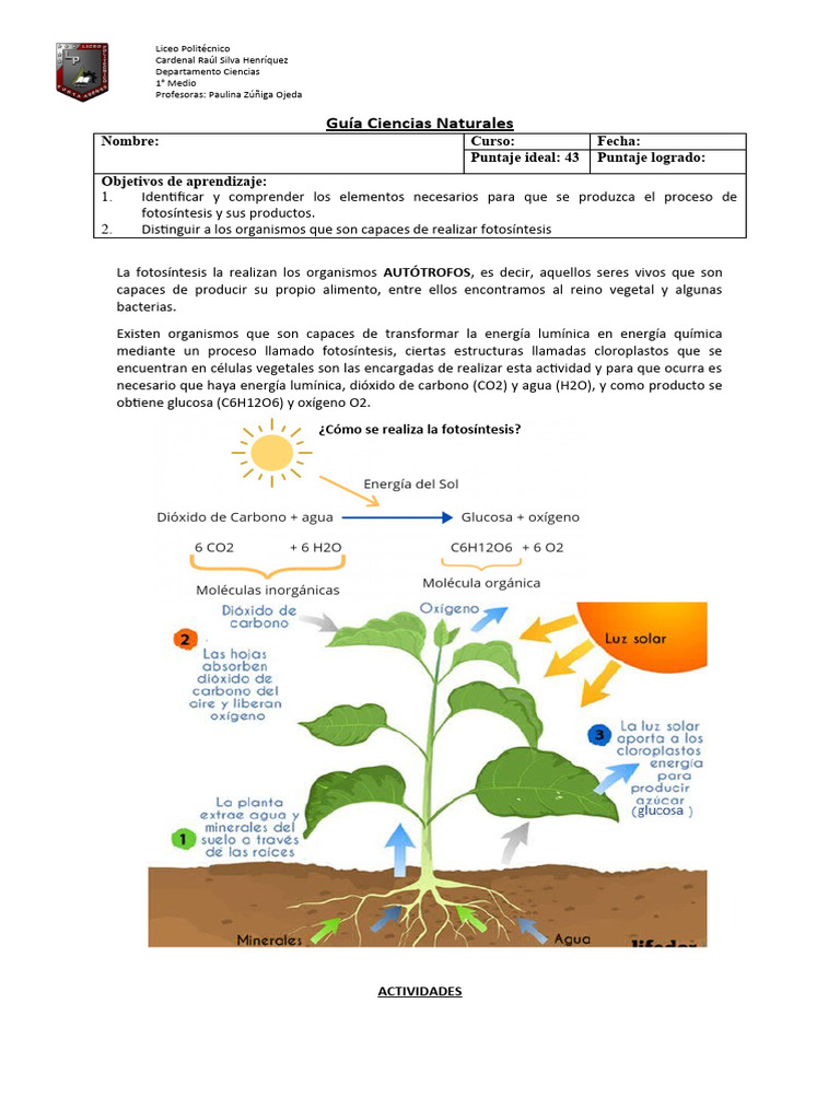 Guía Biología | PDF | Fotosíntesis | Plantas