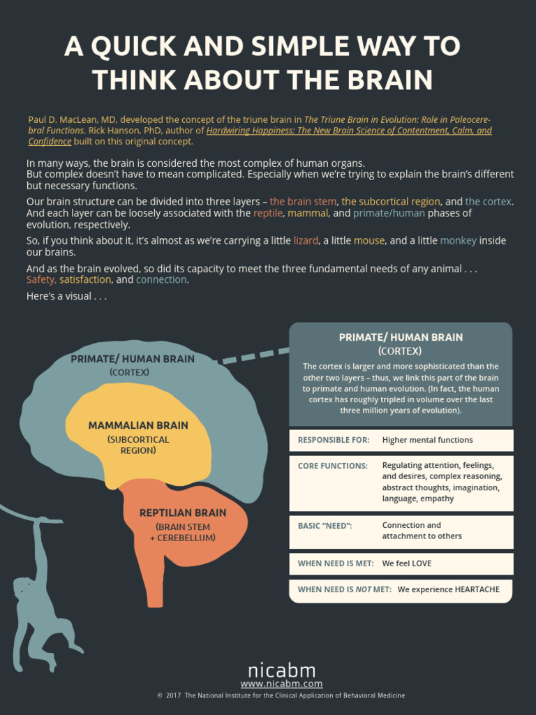 NICABM Brain Infographic | PDF | Brain | Cerebellum