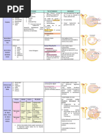 Función del túbulo contorneado distal | PDF | Riñón | Biología Celular