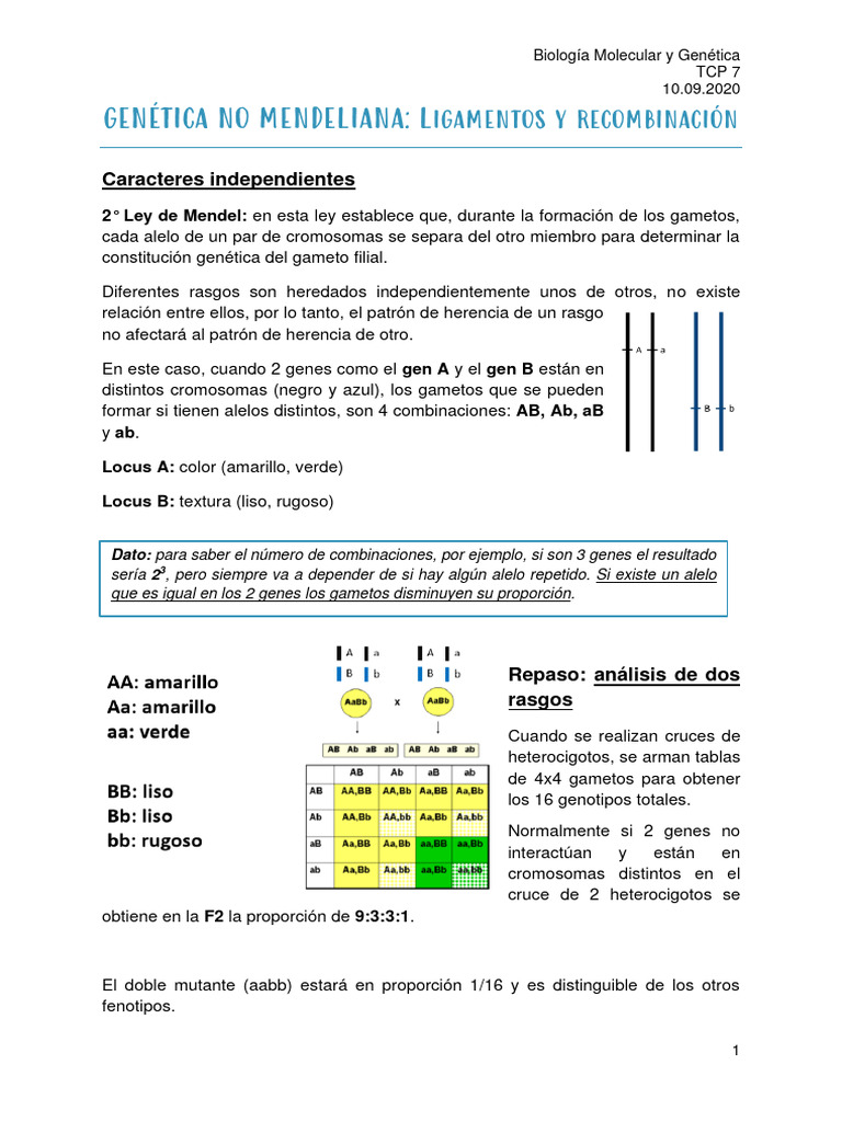 TCP 7 Genética | Descargar gratis PDF | Dominancia (Genética) | Cigosidad