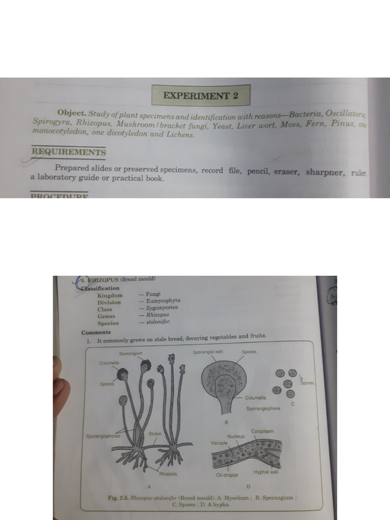 Biology Practical Class 11th | PDF