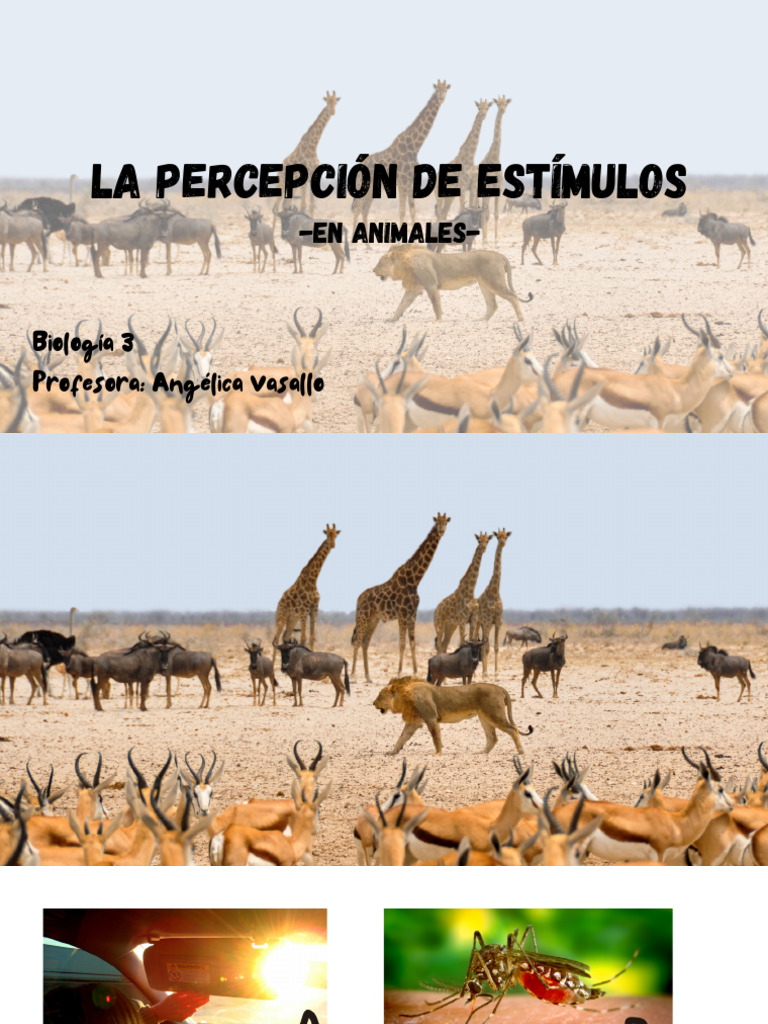 Percepci-N en Animales | PDF | Ojo | Percepción visual