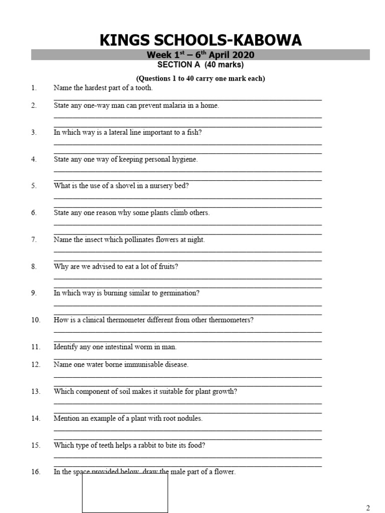 p7 Science | PDF | Plants | Vitamin