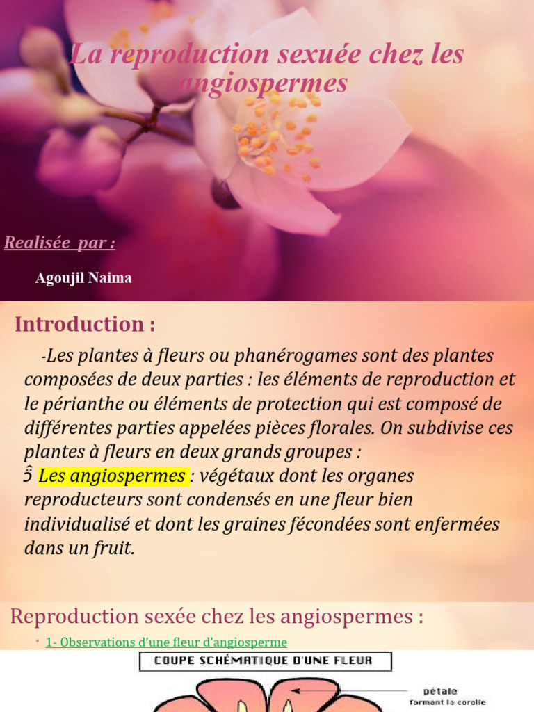 La Reproduction Sexuée Chez Les Angiospermes | PDF